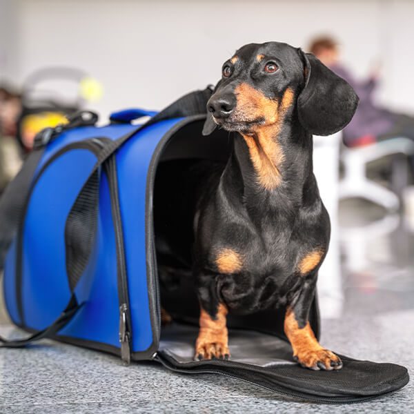 Dog and Cat Travel Health Certificates in Addison County, VT | Addison ...
